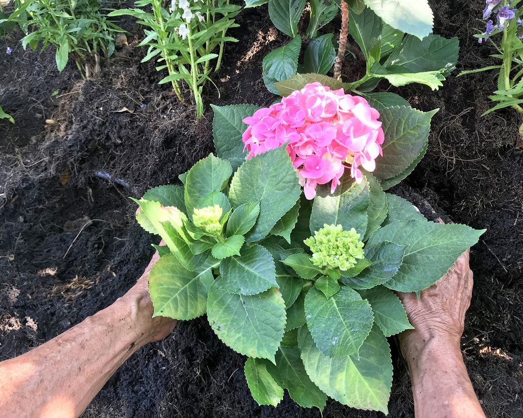 7 Hydrangea Mistakes To Avoid If You Want Stunning Blooms | Gardening Know How