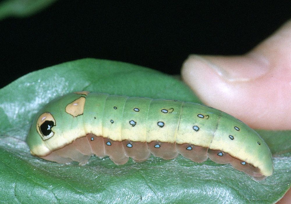 No Creepy Crawlies Here: Gallery of the Cutest Bugs | Live Science