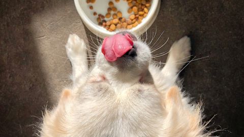 GDV in dogs: Vet's guide to symptoms and treatment | PetsRadar