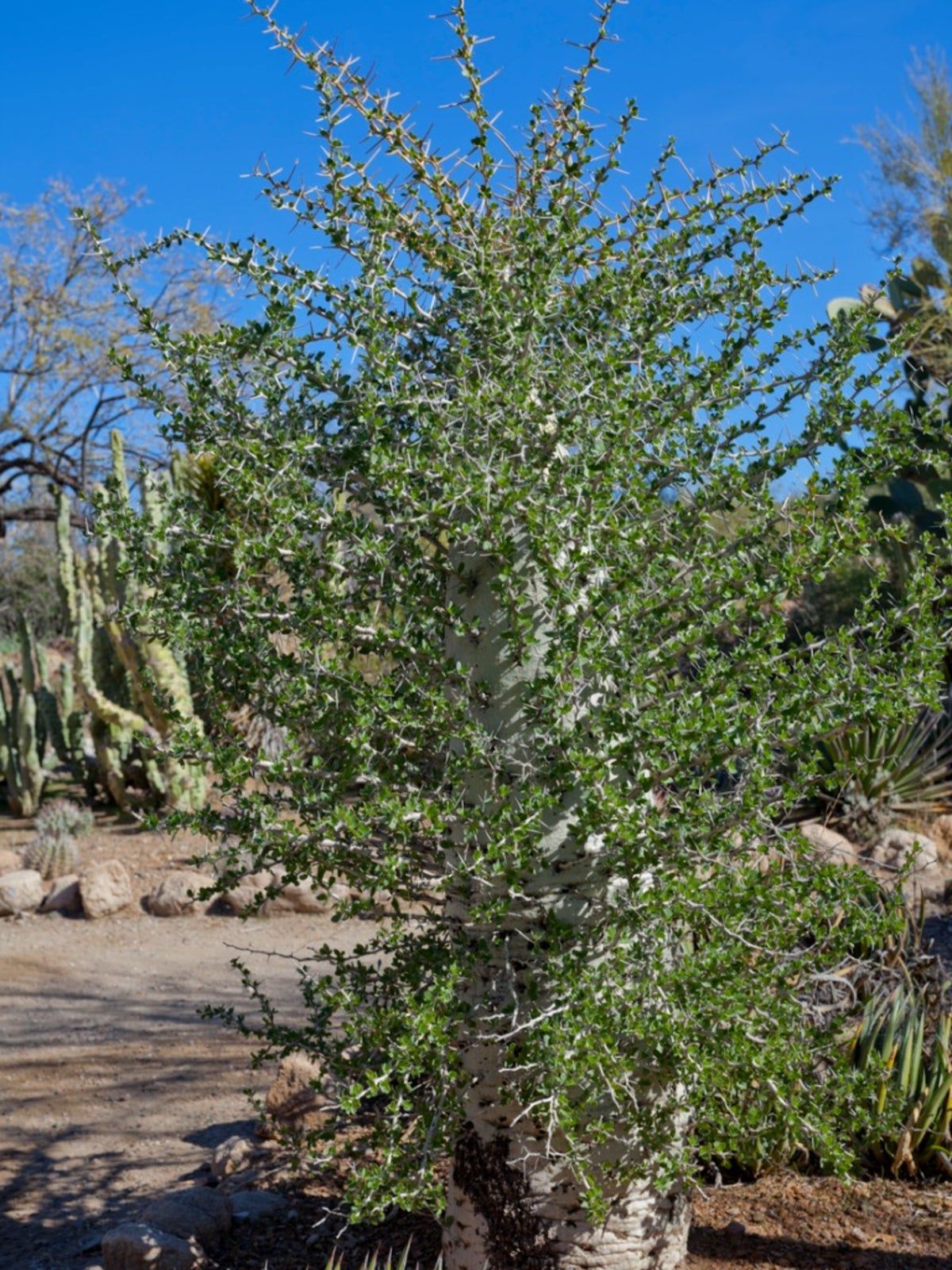 Boojum Tree Facts - Information About Growing Boojum Trees | Gardening ...