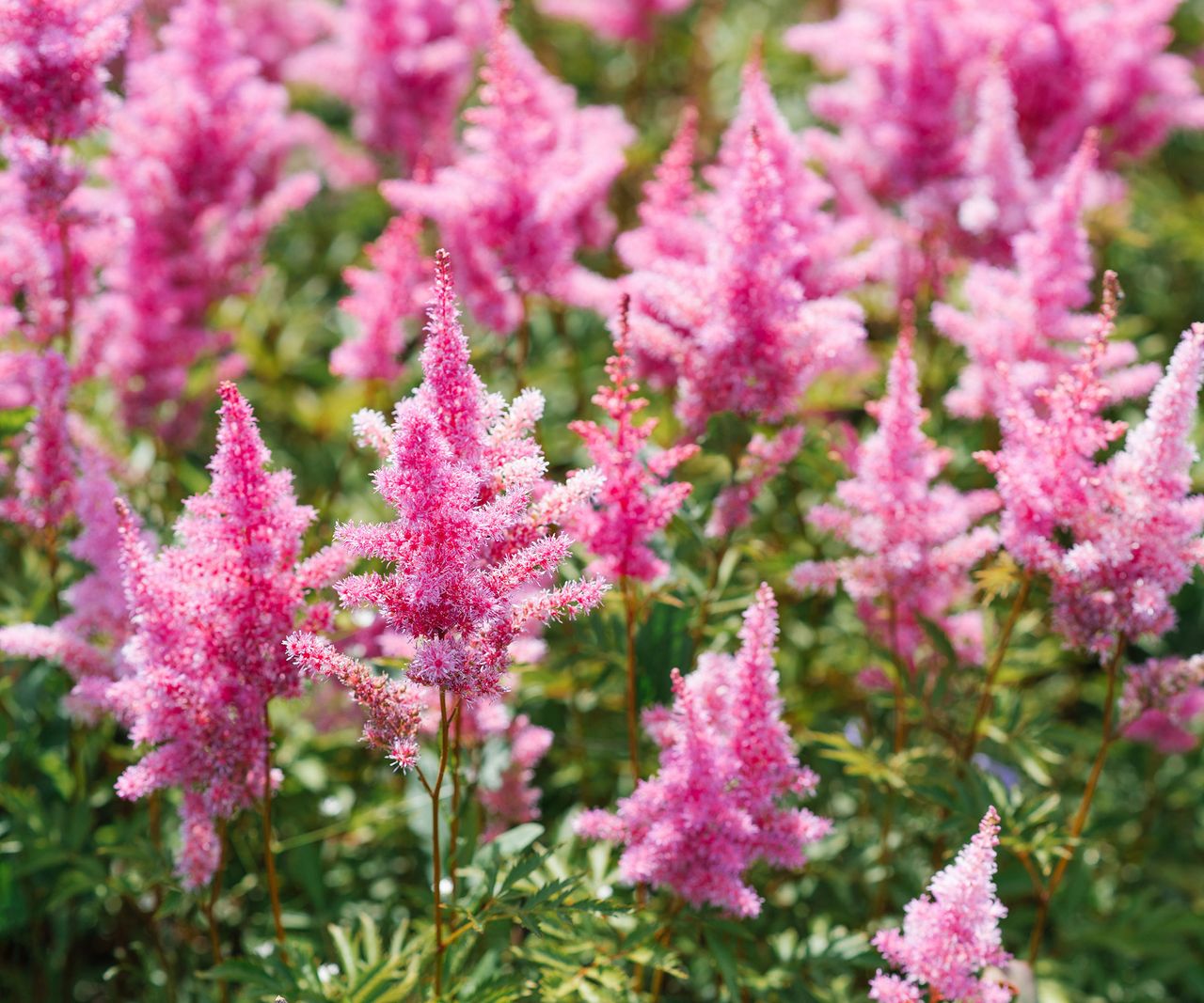 12 Best Perennial Flowers for Years of Beautiful Blooms | Gardening ...
