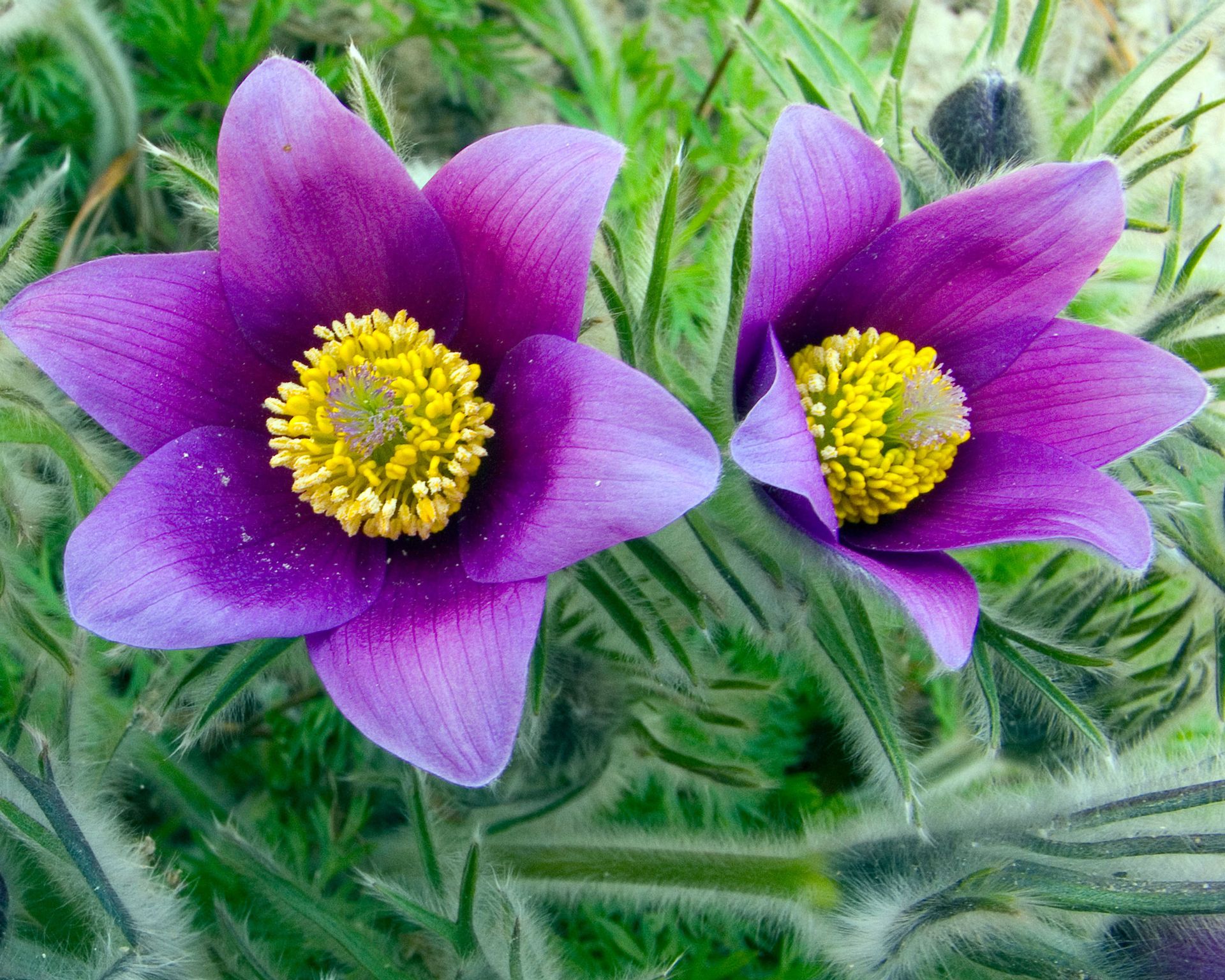 Best alpine plants: 16 types for borders, pots and rockeries | Gardeningetc