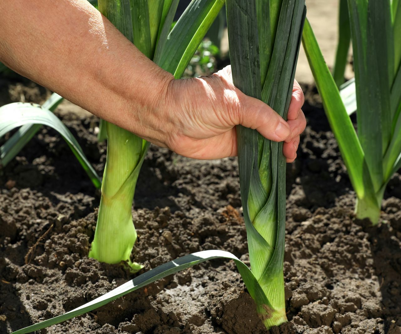 When to fertilize leeks - the time to feed and what to use | Homes and ...