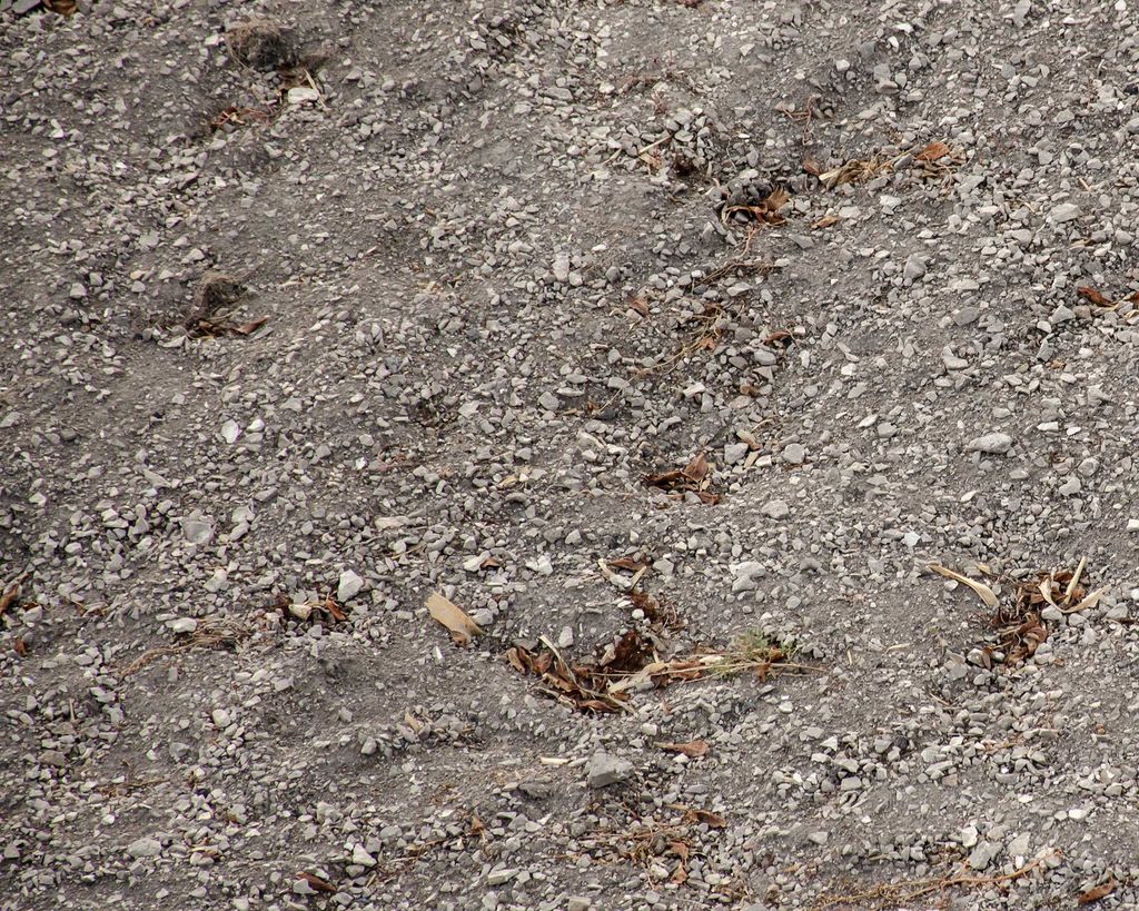 Chalky soil: how to make the most of it in your backyard | Gardeningetc