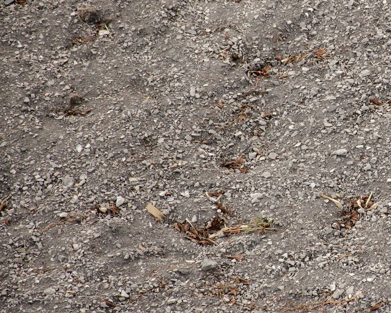 Chalky soil: how to make the most of it in your backyard | Gardeningetc