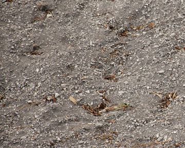 Chalky soil: how to make the most of it in your backyard | Gardeningetc