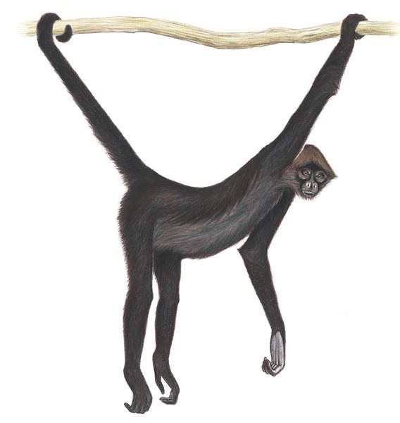 Image Gallery: 25 Primates in Peril: Page 3 | Live Science