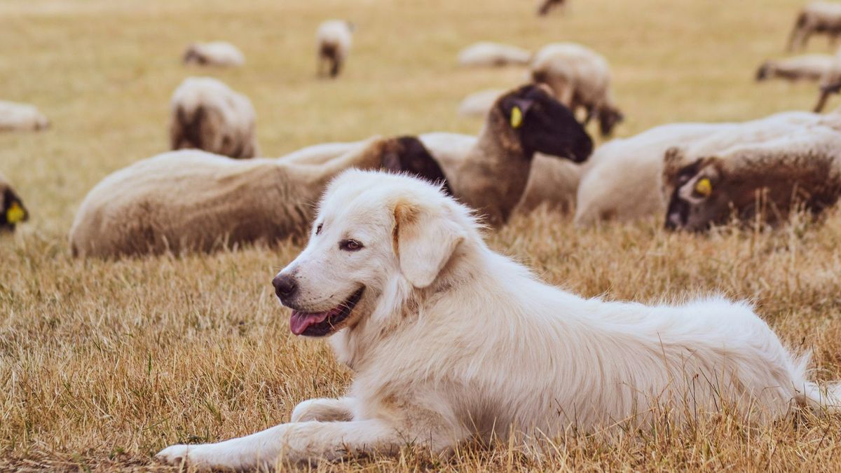 32 best dog breeds for life on the farm | PetsRadar