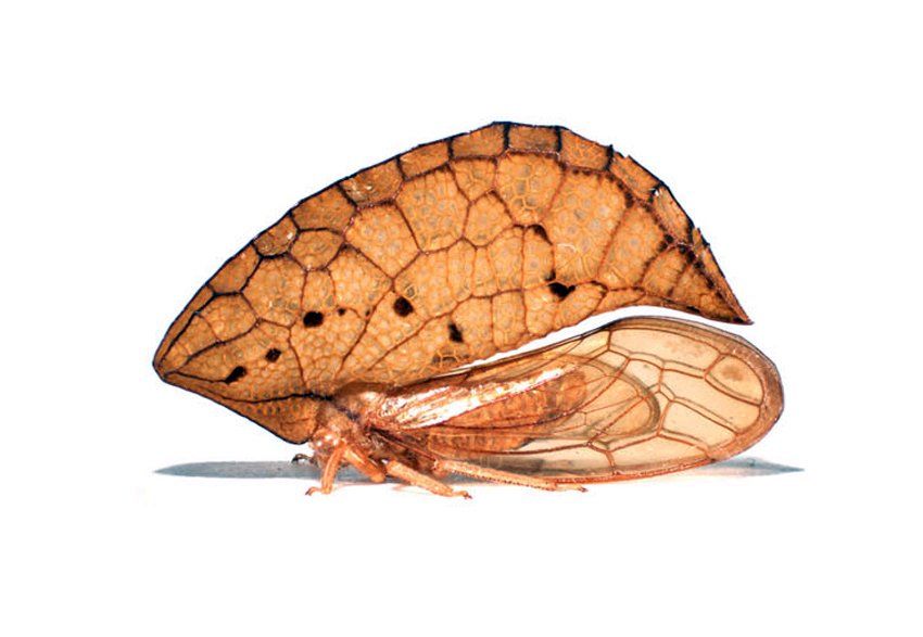 Crazy Beautiful: Gallery of Treehopper Helmet Designs | Live Science