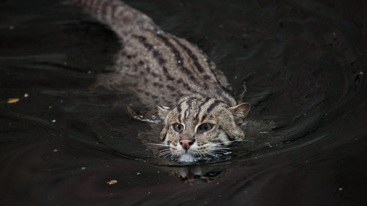 Fishing cats seen feasting on chicks at the tops of 26-foot-tall trees ...