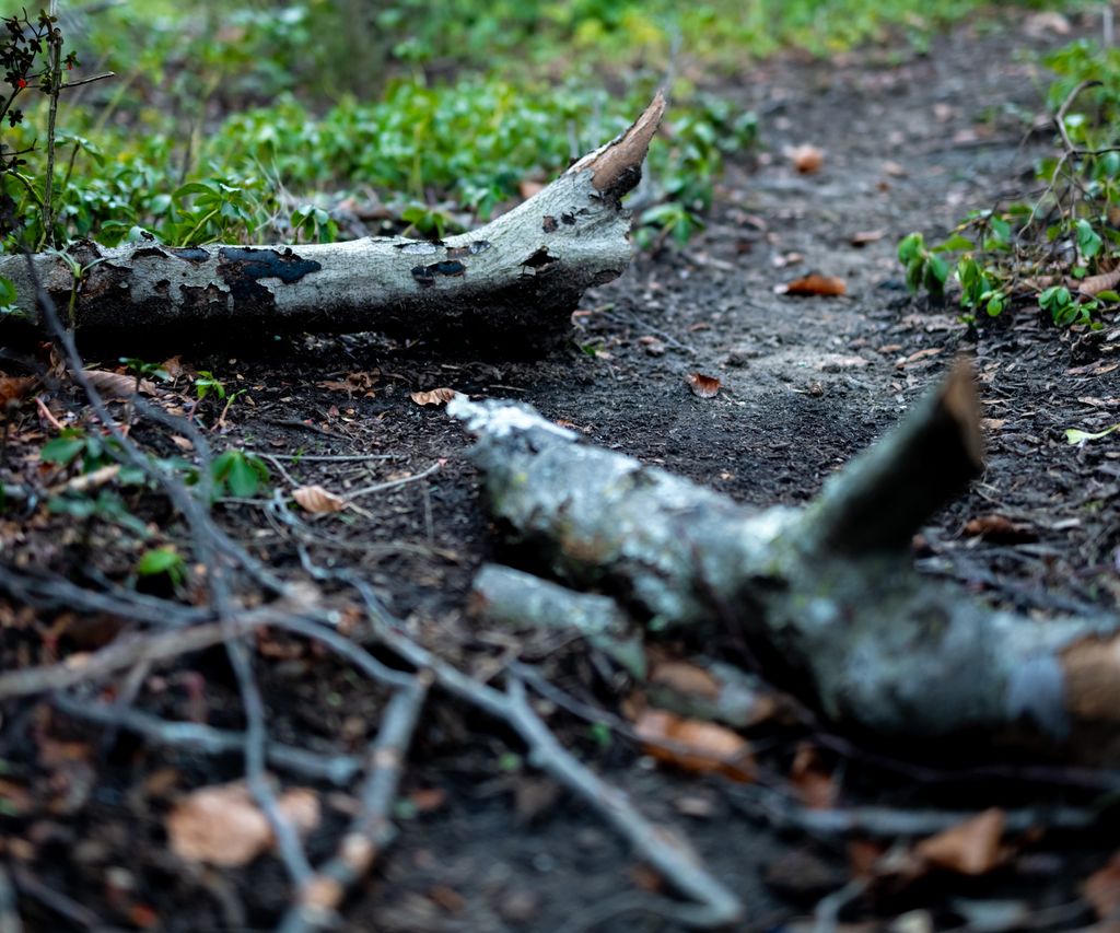 How to repair your yard after a storm | Homes and Gardens