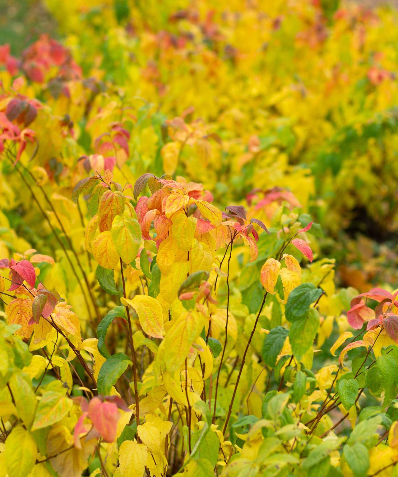 Best fall shrubs for privacy: 10 colorful choices | Homes and Gardens