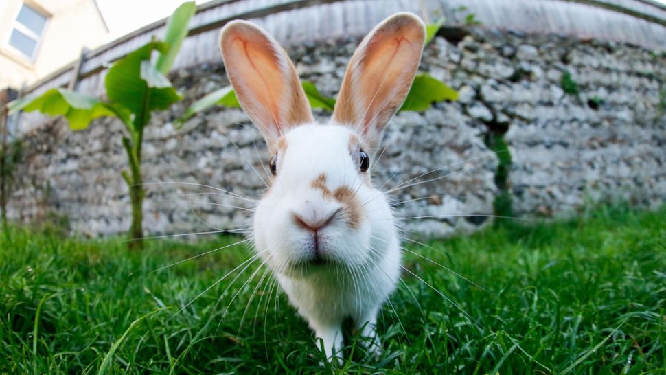 Interesting rabbit facts: 10 fascinating finds about bunnies | PetsRadar