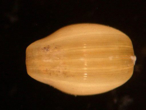 Image Gallery: Alien Life of the Antarctic | Live Science