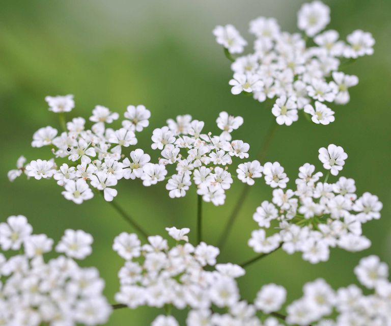 How to grow Daucus carota, or Queen Anne's lace: expert tips | Homes ...