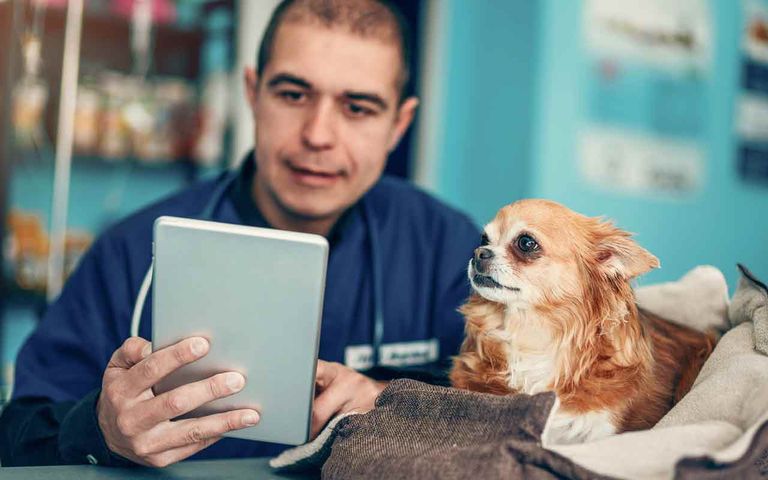 Pet Stocks: The 9 Best 'Purebred' Pet Stocks to Buy | Kiplinger