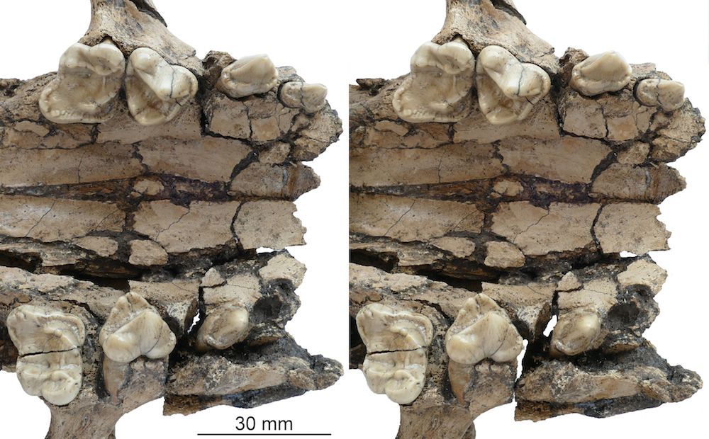 Photos: Fearsome Ancient Otter Was As Large As a Wolf | Live Science