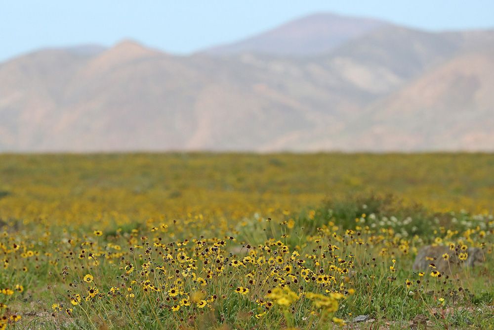Photos: Colorful Blooms Sprout Across the World's Driest Desert | Live ...
