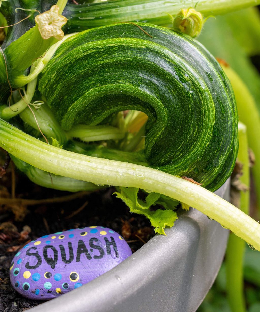 Tips for how to grow squash in containers successfully | Homes and Gardens