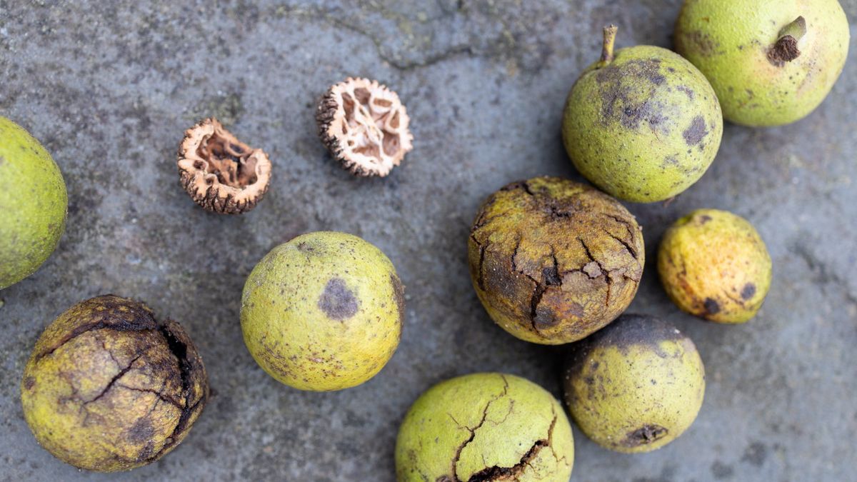 How to harvest black walnuts: tips to pick and crack nuts | Homes and ...