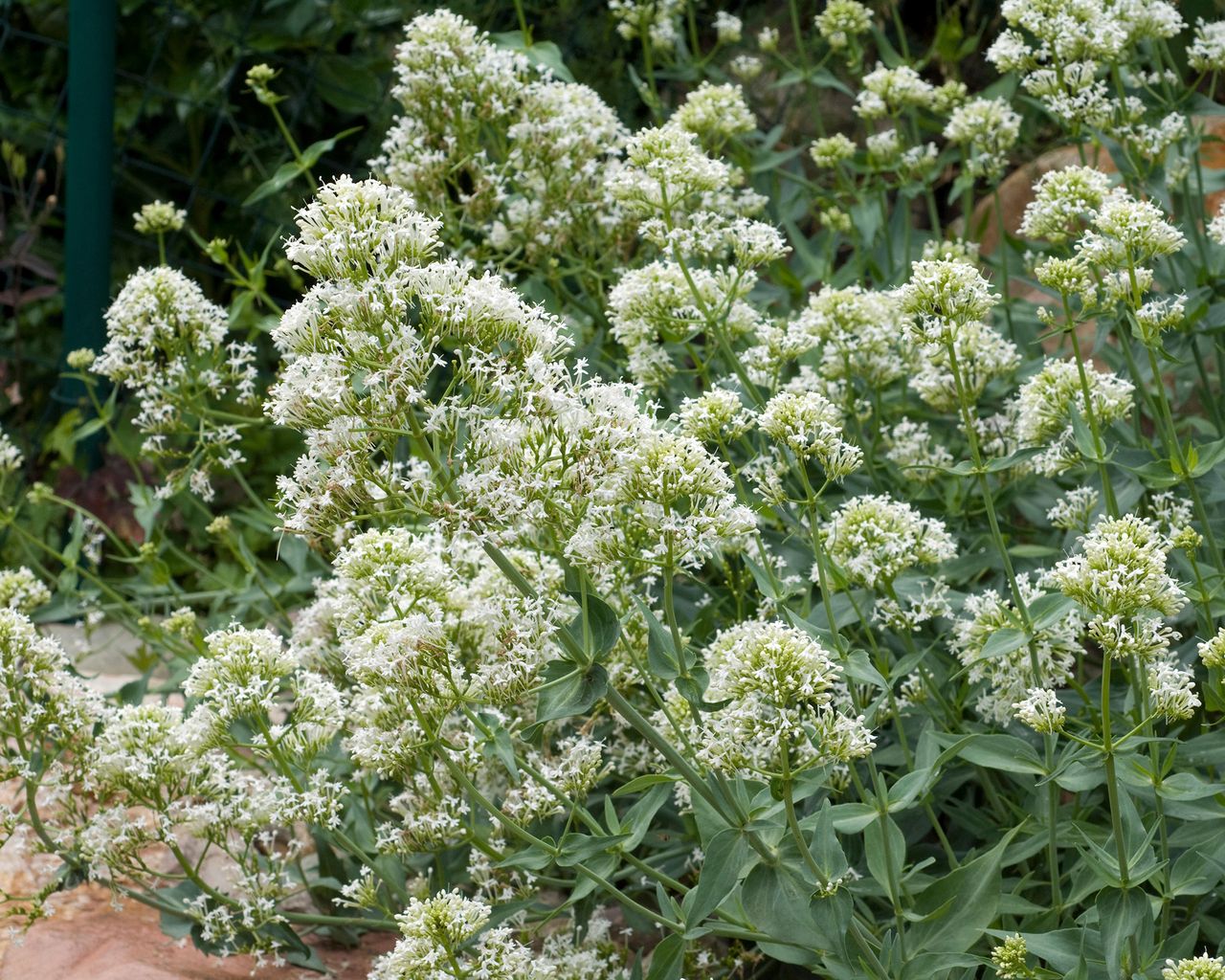 Best perennial plants for pots: 16 beautiful varieties | Homes and Gardens