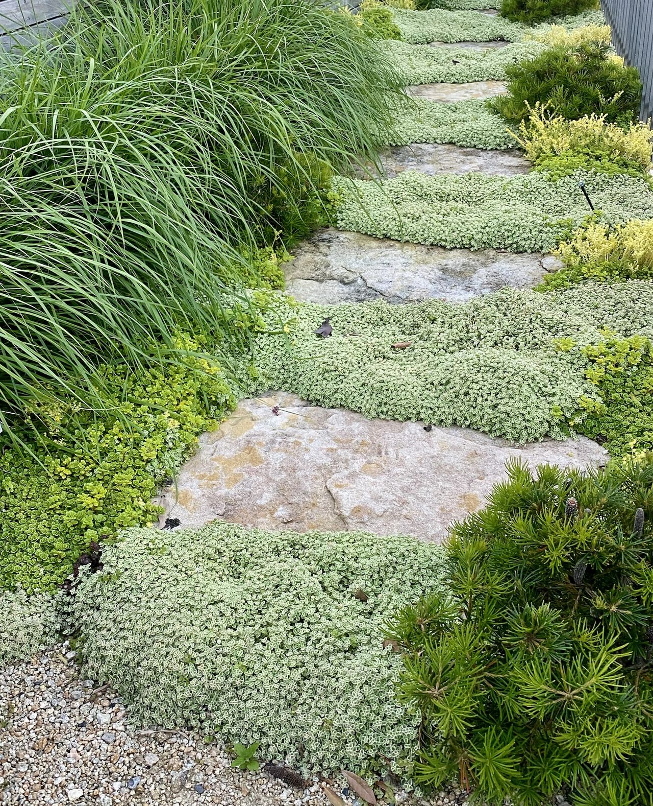 7 groundcover options for a unique alternative to grass | Livingetc