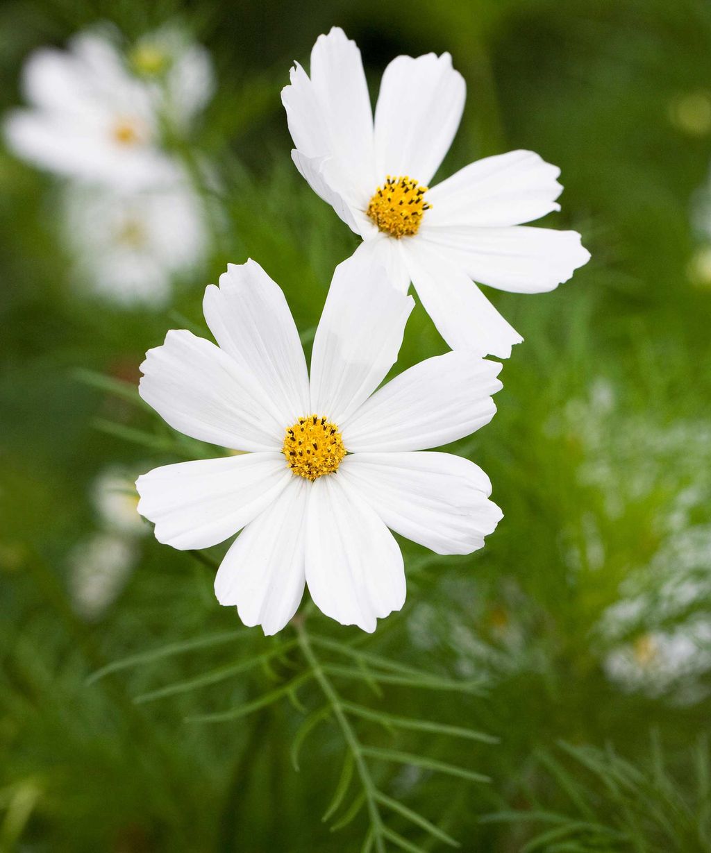 Best plants for chaos gardening: 9 unruly, expert choices | Homes and ...