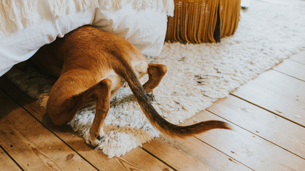 How to play hide and seek with your dog in 8 easy steps | PetsRadar