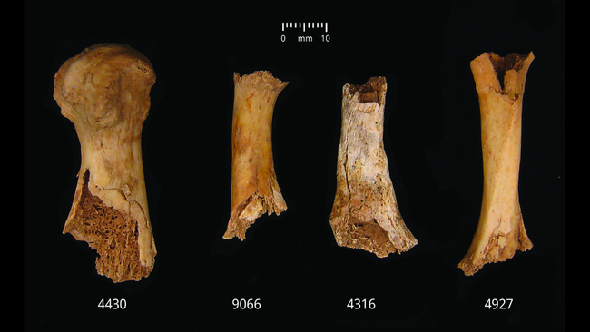 4,000-year-old bones reveal 'unprecedented' violence — tongue removal ...