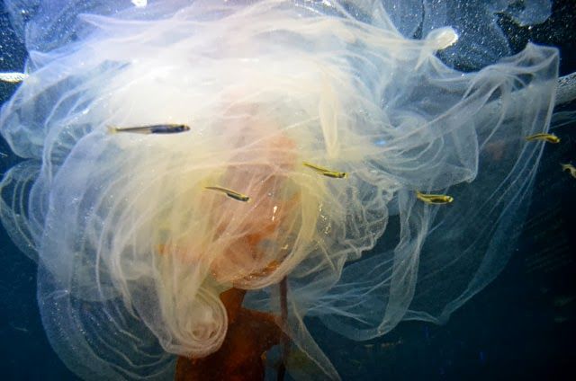 Images: A Monkfish's Ethereal Veil of Eggs | Live Science