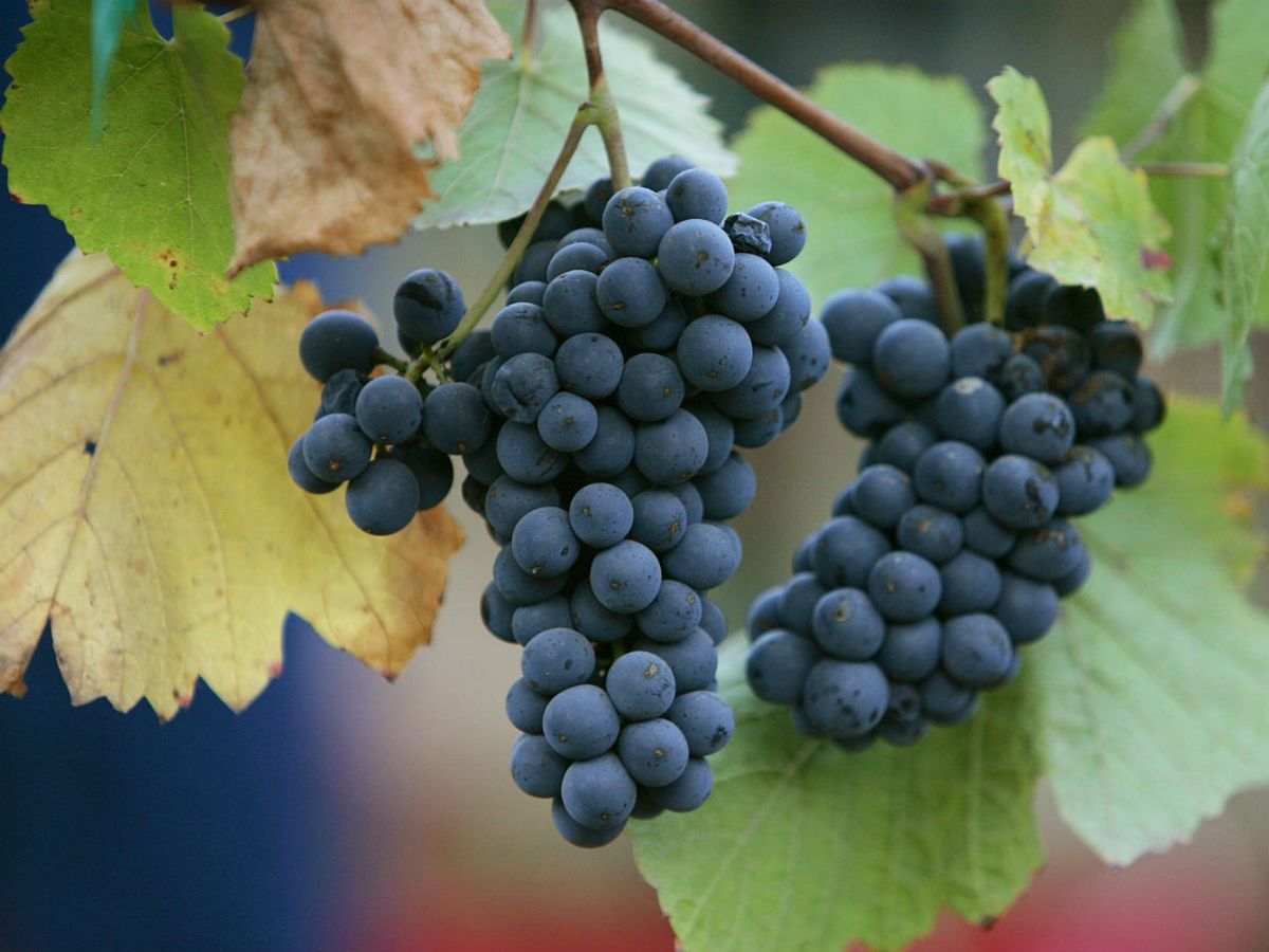 Pinot noir from outside Burgundy | The Week