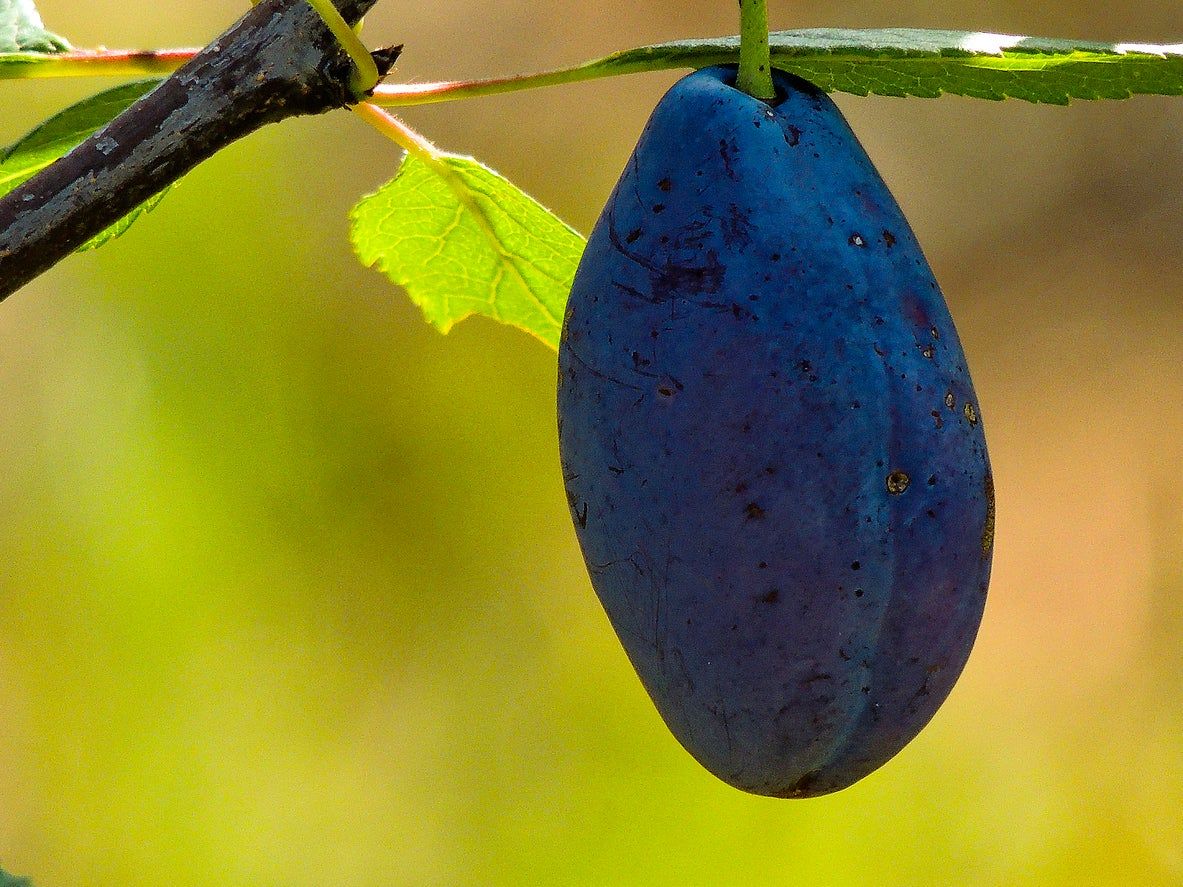 Merryweather Damson Plums: Learn How To Grow Merryweather Damsons ...