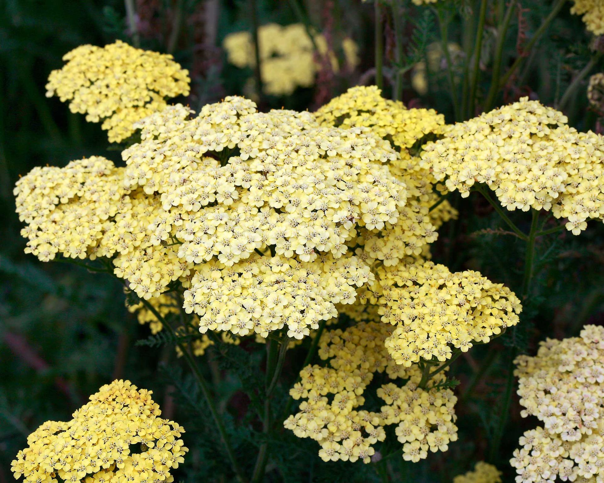 Yellow flowers: 16 pretty picks for your backyard | Gardeningetc