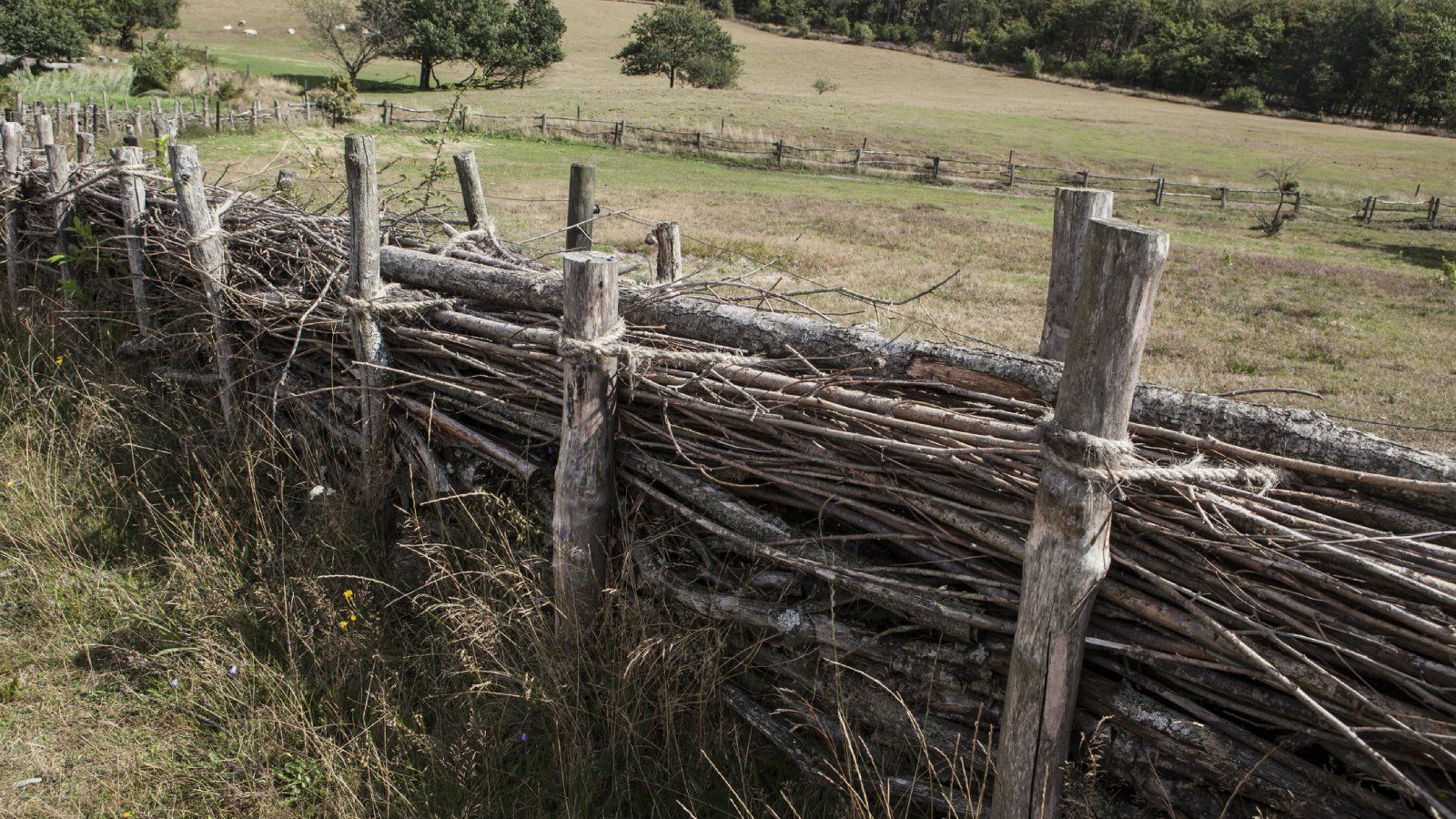 DIY Dead Hedge: Turn Debris Into An Easy, Eco-Friendly Fence ...