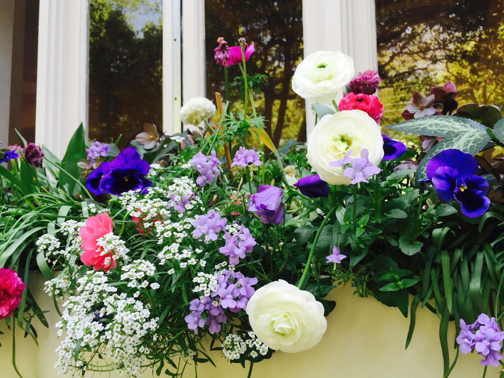 10 best color combinations for flower pots for | Livingetc