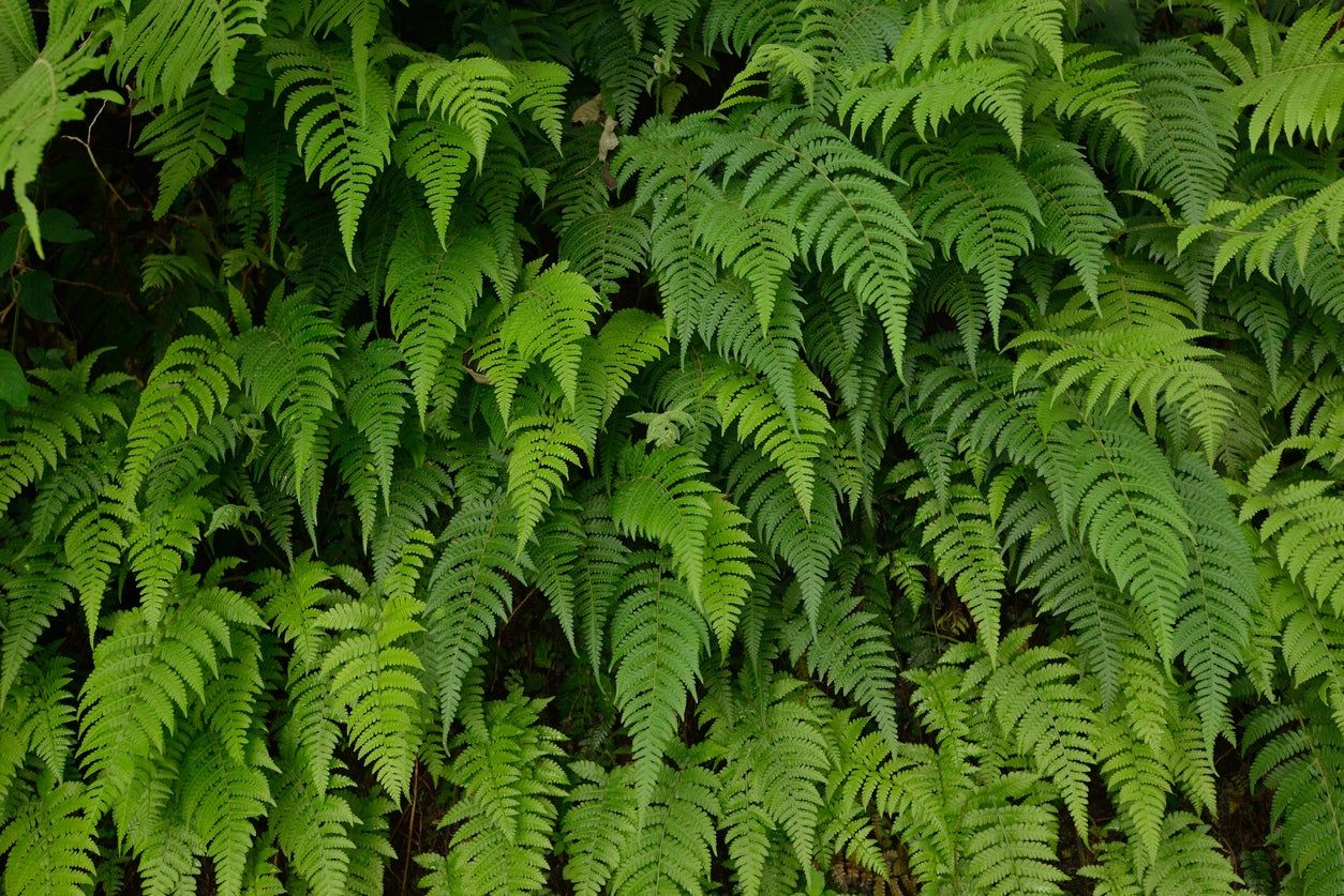 Types Of Fern Plants – What Are Some Popular Kinds Of Ferns | Gardening ...