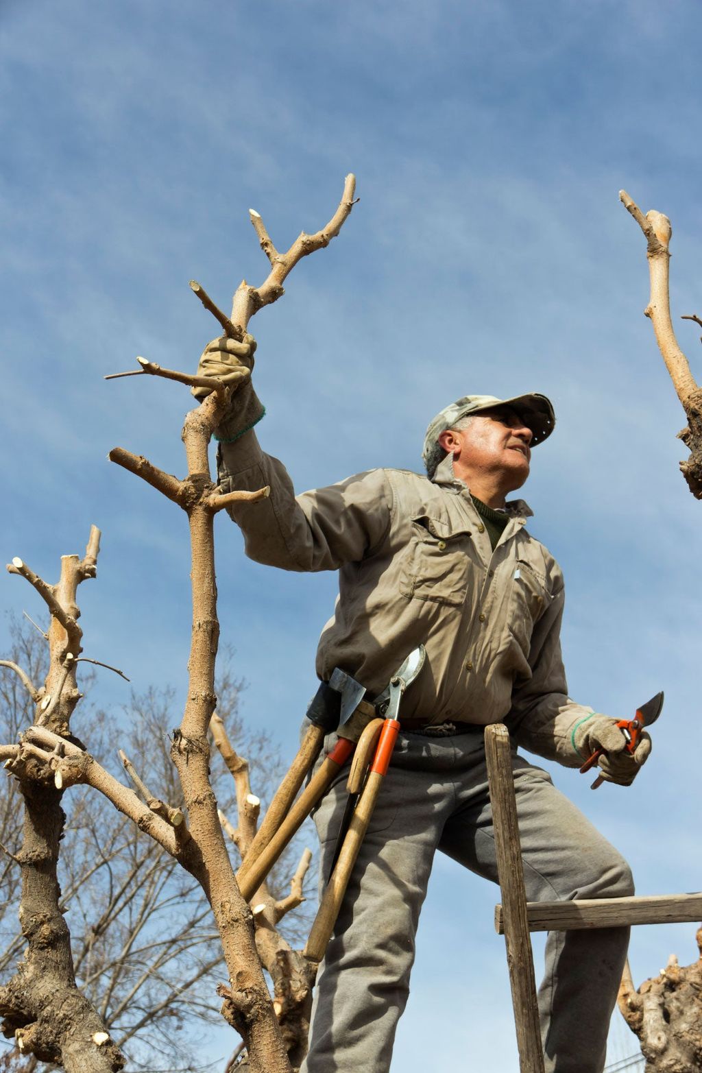 Over Pruned Trees & Shrubs - How To Repair Over Pruning In Plants ...