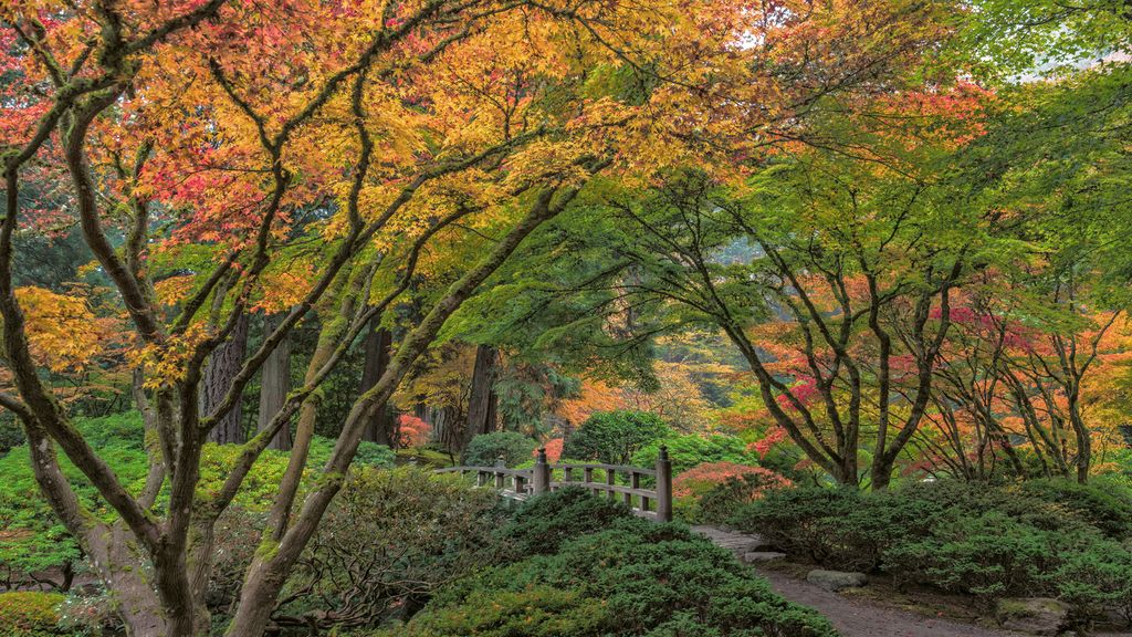 What's your birth month tree? All 13 explained | Homes and Gardens