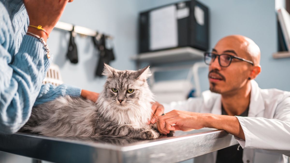 How to make vet visits less stressful for your pets | PetsRadar