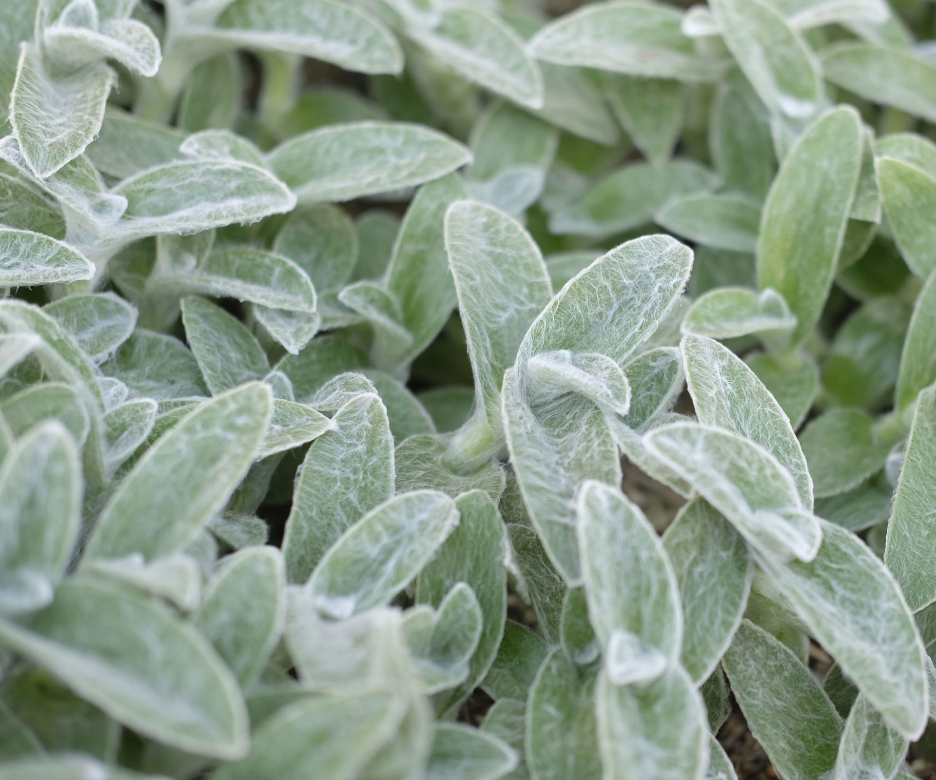 Grow These 5 Fuzzy Leaf Plant Options For Sensory Gardens | Gardening ...