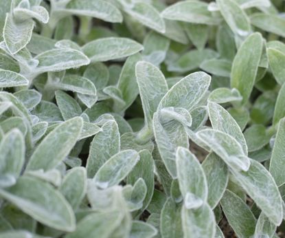 Grow These 5 Fuzzy Leaf Plant Options For Sensory Gardens | Gardening ...