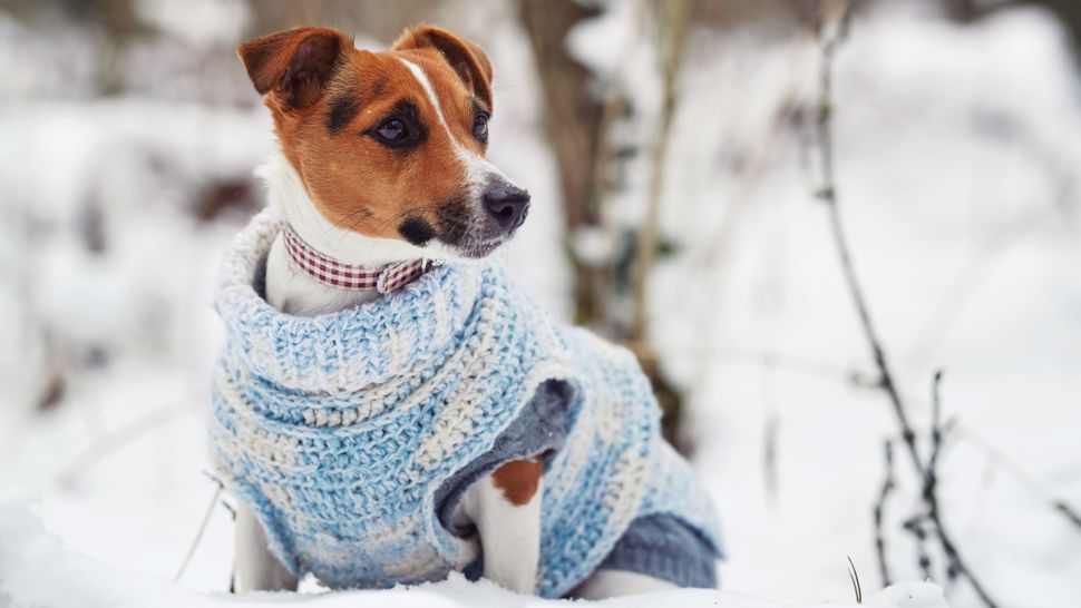 Walking dogs in the snow — 6 essential safety tips | Tom's Guide