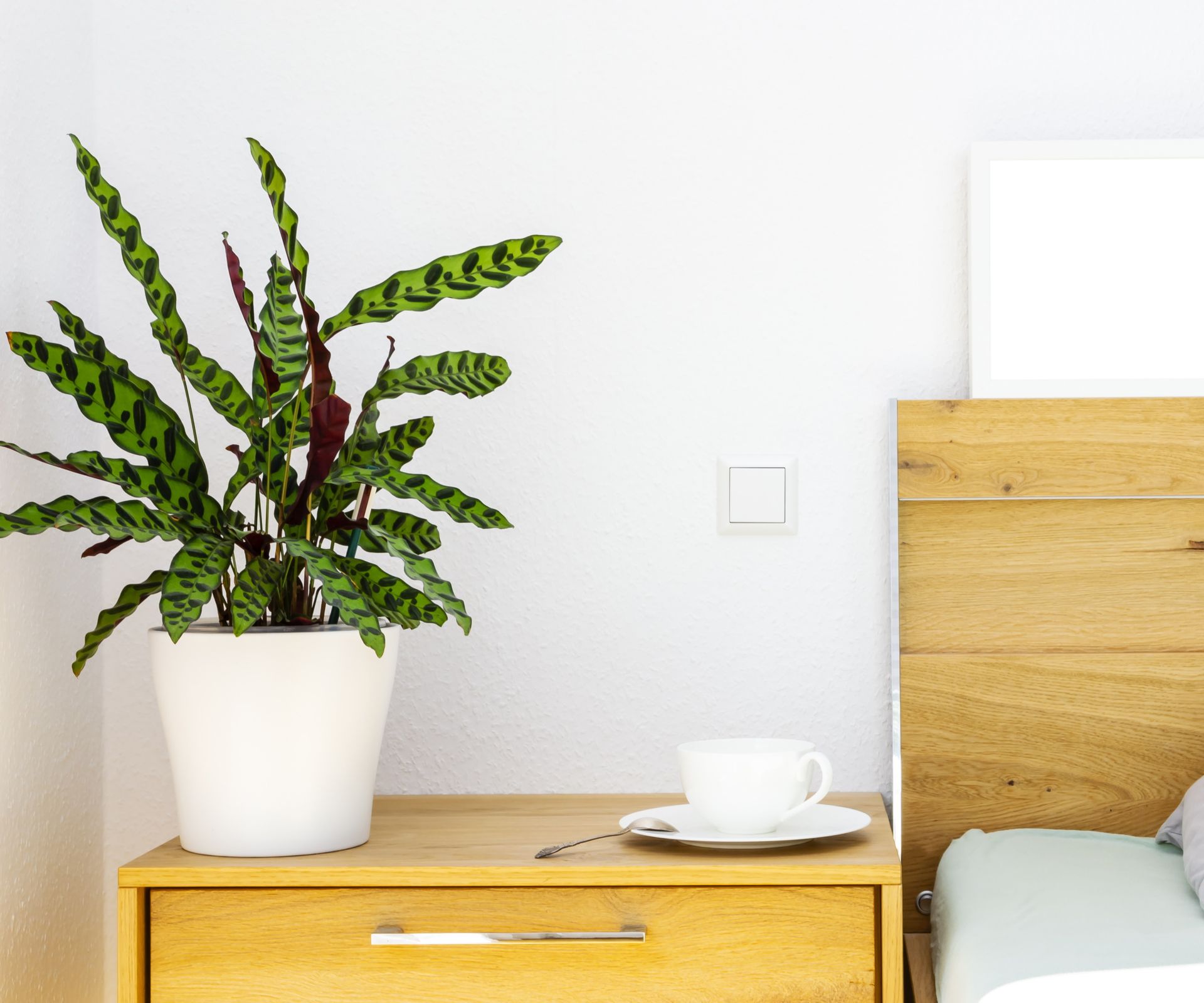 Zodiac houseplants: 12 plants for the 12 star signs | Homes and Gardens