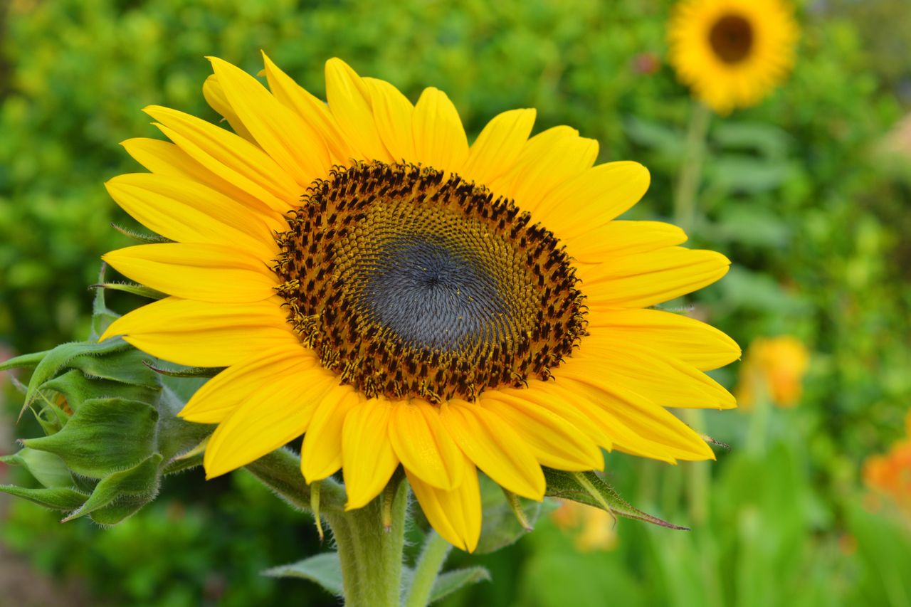 Sunflowers care - a guide to the most beautiful types | Livingetc Sunflowers care - a guide to the most beautiful types | Livingetc