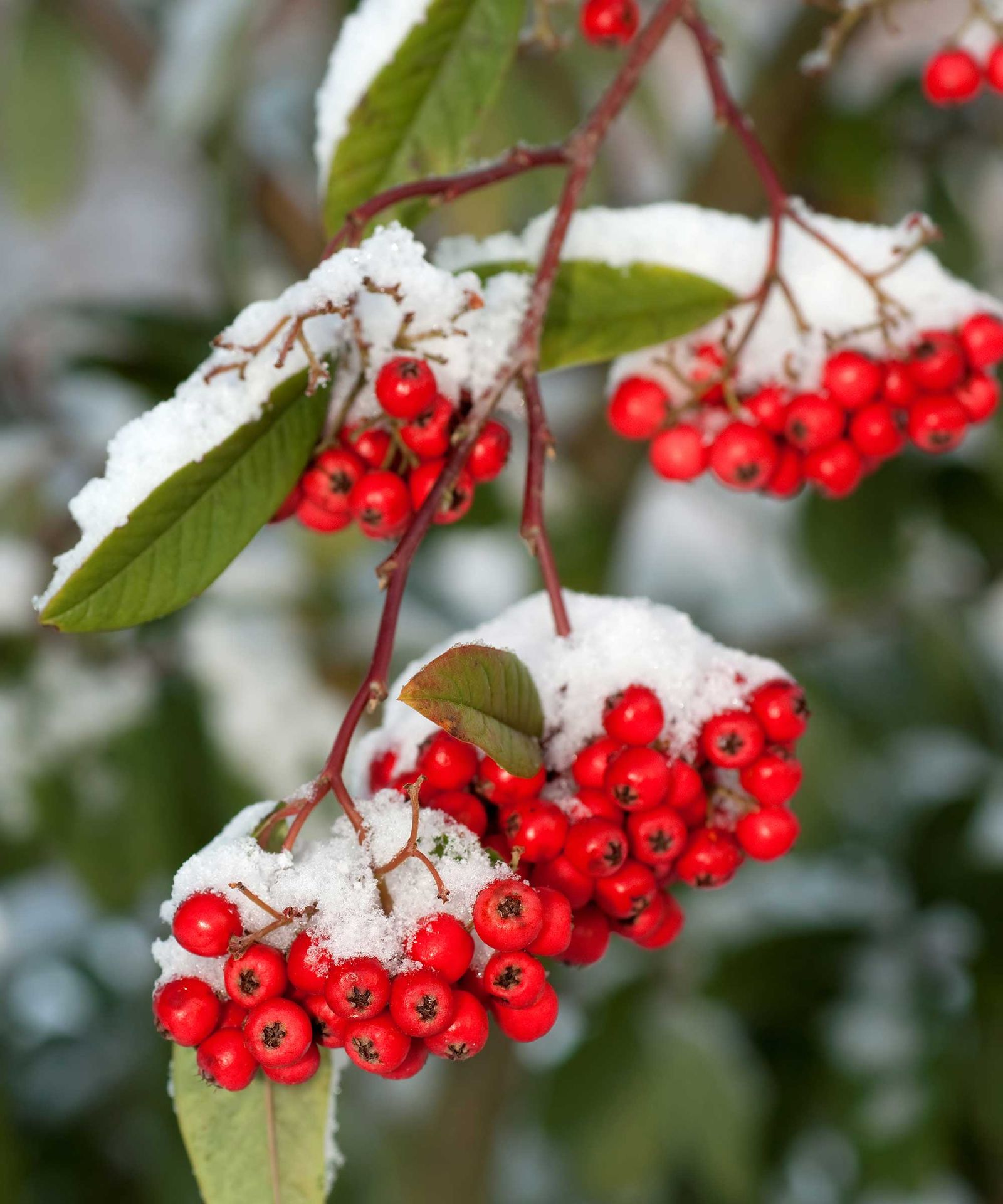 Cotoneaster care and growing guide: expert advice | Gardeningetc