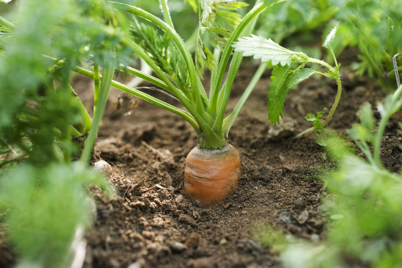 Here's how corn starch can help you neatly seed your carrots | Livingetc