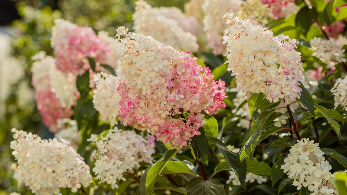 Best Panicle Hydrangea Varieties For Showy Bloom Perfection | Gardening Know How