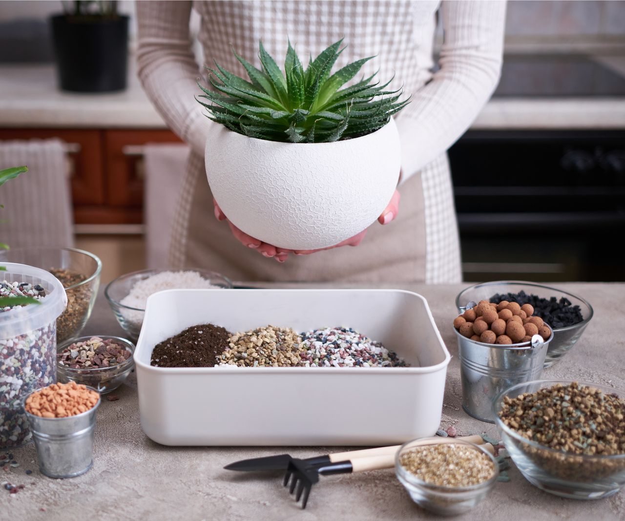 How to make your own succulent potting mix: an easy DIY | Homes and Gardens