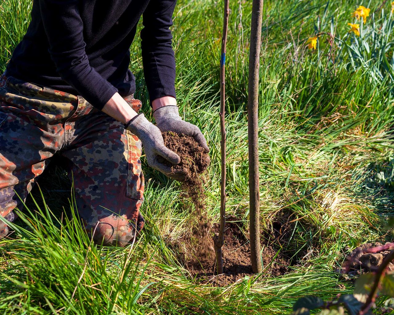 Best trees for small gardens: 11 top picks for less-than-large plots ...