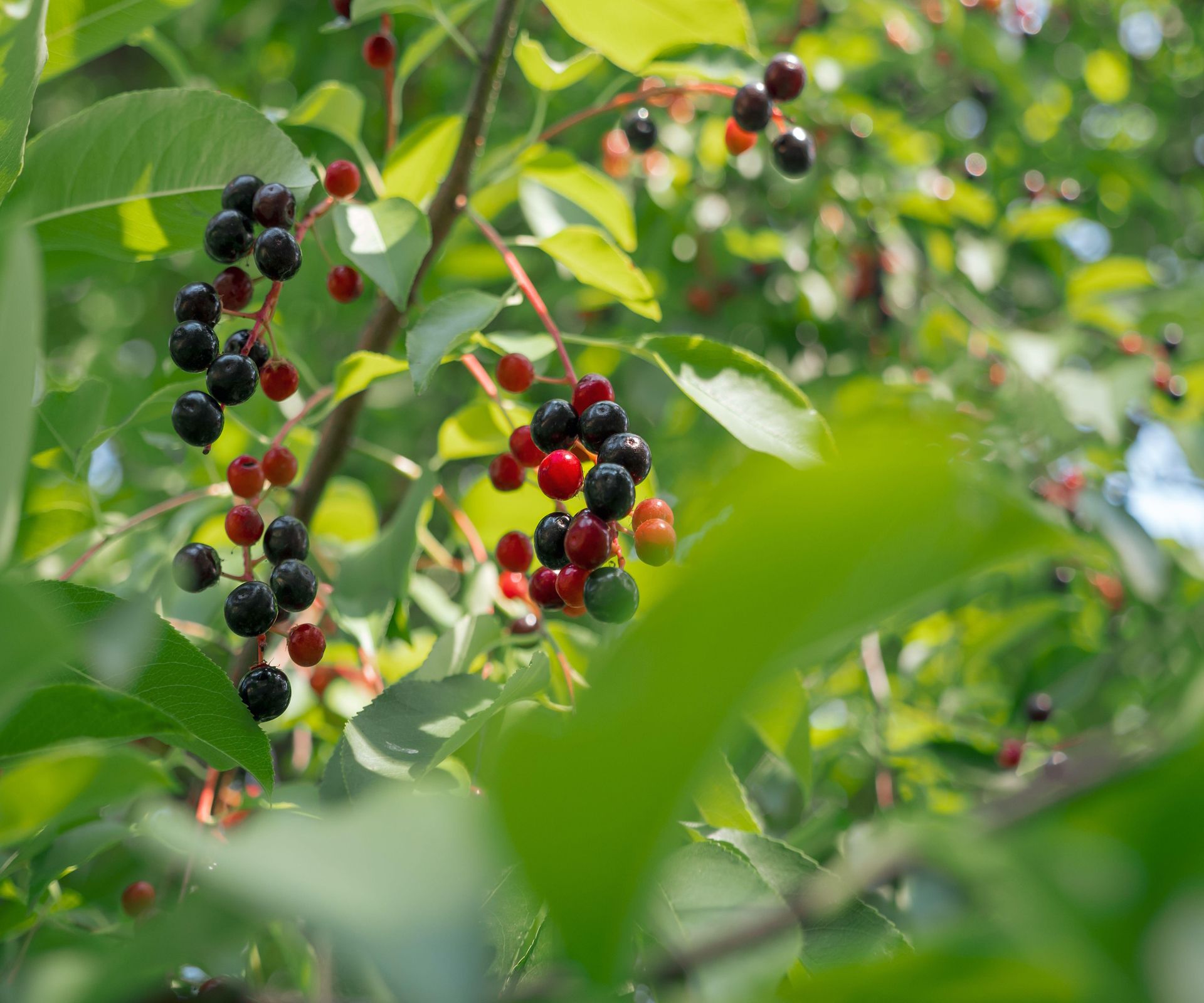 Best trees for wildlife: 10 tree species garden wildlife will love ...